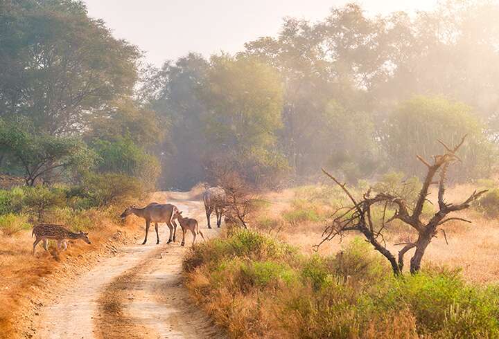 Intia - kultainen kolmio | Matkapojat