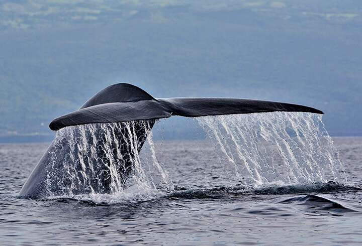 Kaupunkilomat Azorit | OK-Matkat